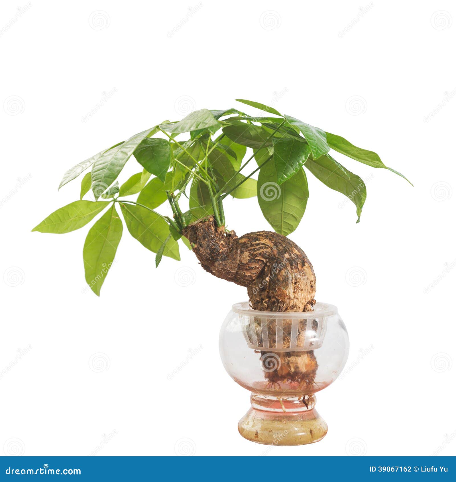 Potted stock photo. Image of background, tview, decorative - 39067162