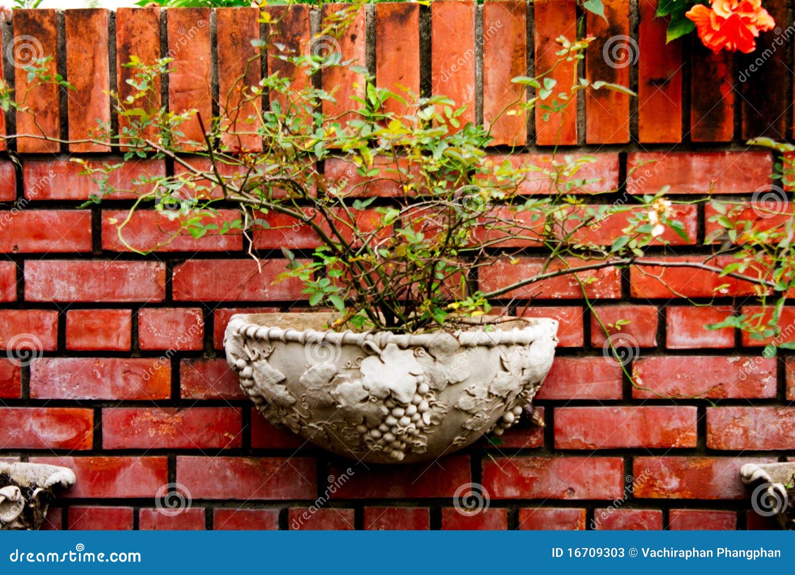 Potted plants on the wall. stock image. Image of decoration - 16709303