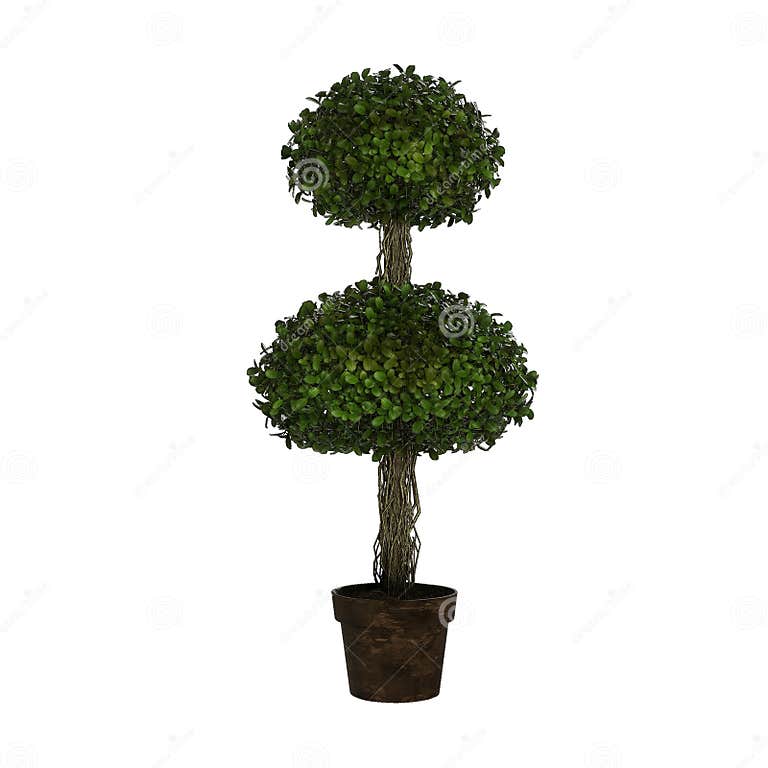 Decorative Potted Plants on a White Background Stock Photo - Image of ...