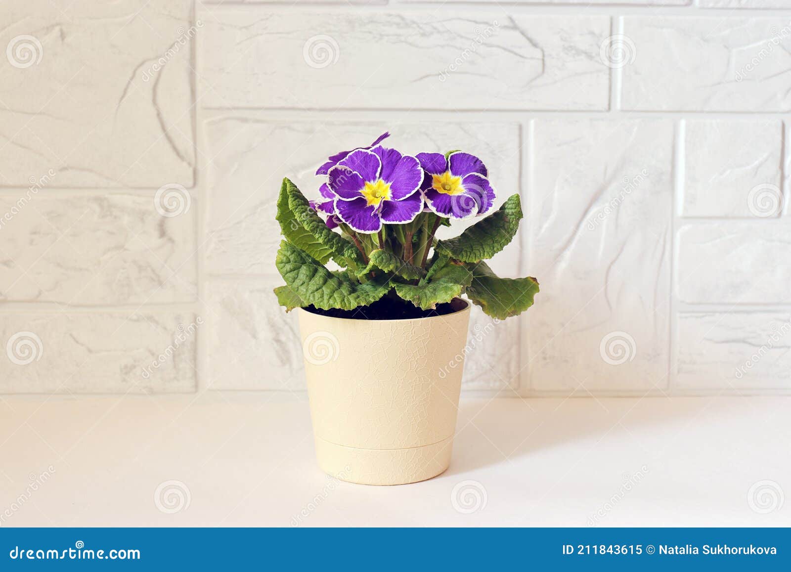 Primrose in a Pot on a Table Stock Image - Image of nature, decorative ...
