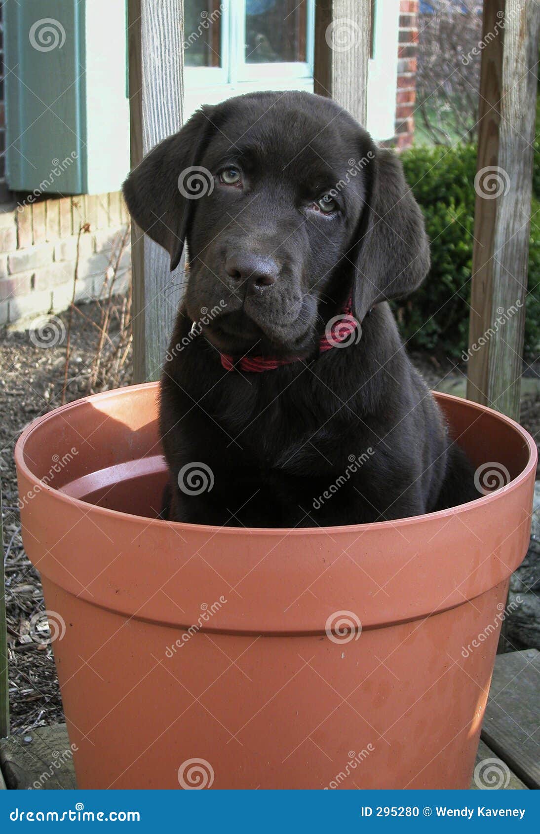Potted Puppy stock photo. Image of chocolate, breed, mans - 295280