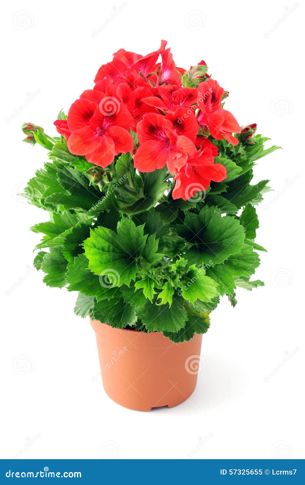 Potted Red Geranium on White Background Stock Image - Image of ...