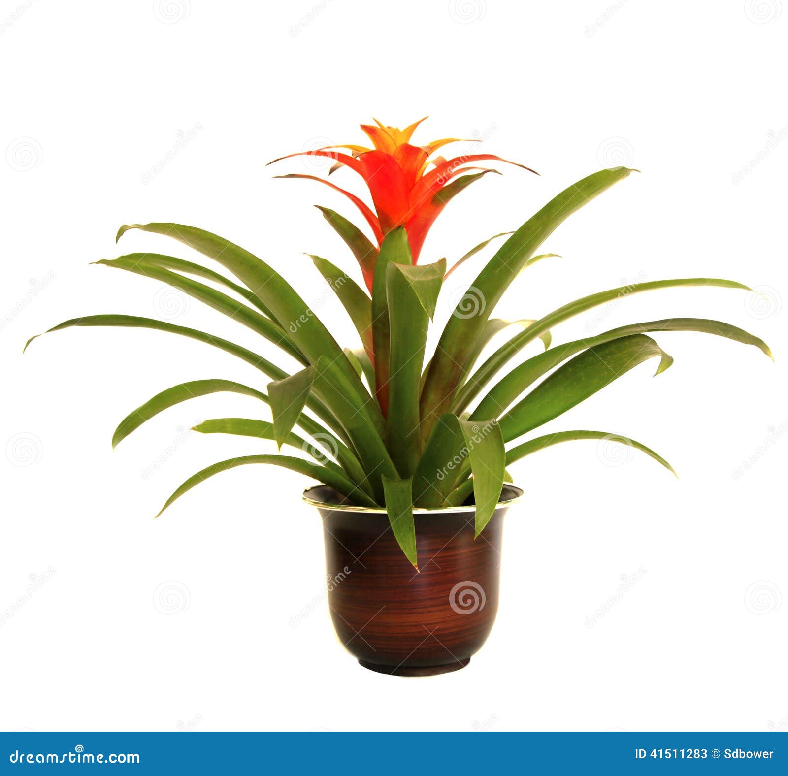 Potted Red Guzmania Bromeliad Isolated on White Stock Image - Image of ...