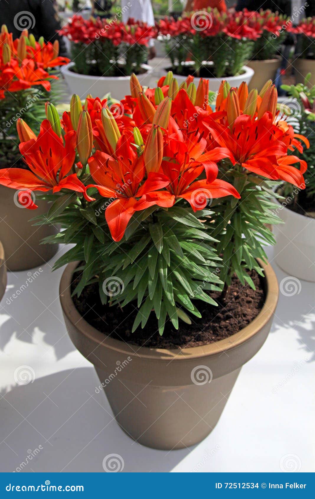 Potted Lily Plants. Royalty-Free Stock Photography | CartoonDealer.com ...