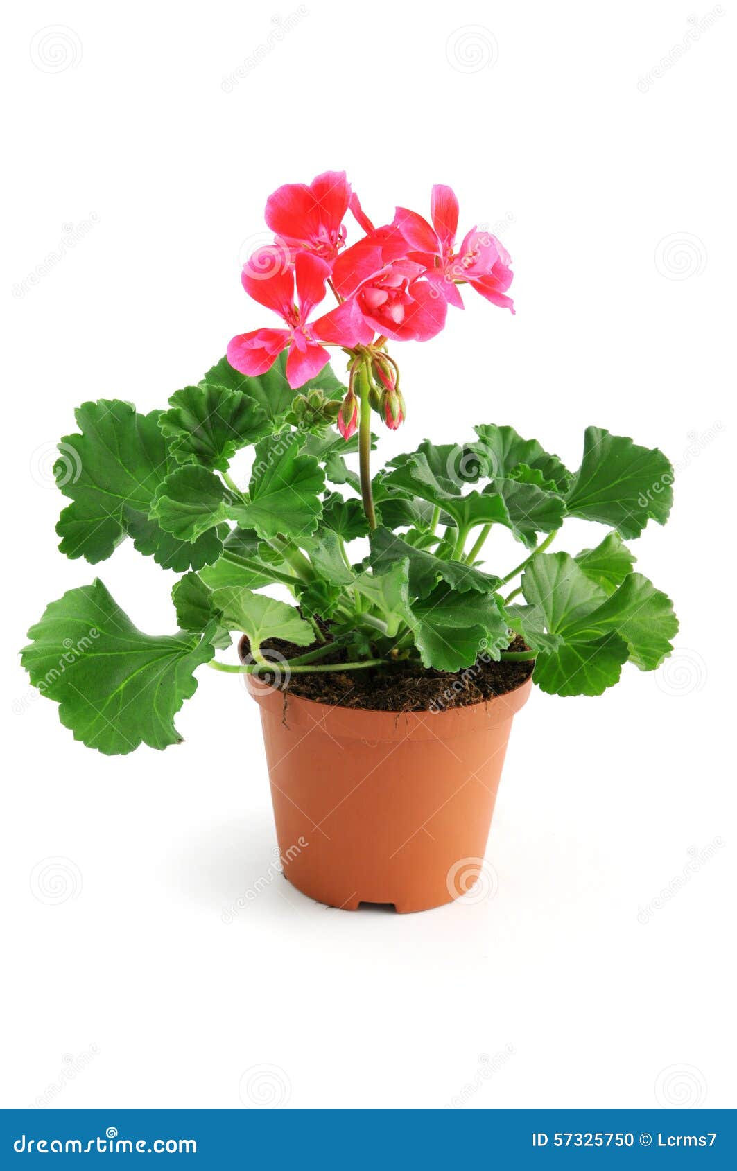 Potted Red Pink Geranium on White Background Stock Photo - Image of ...