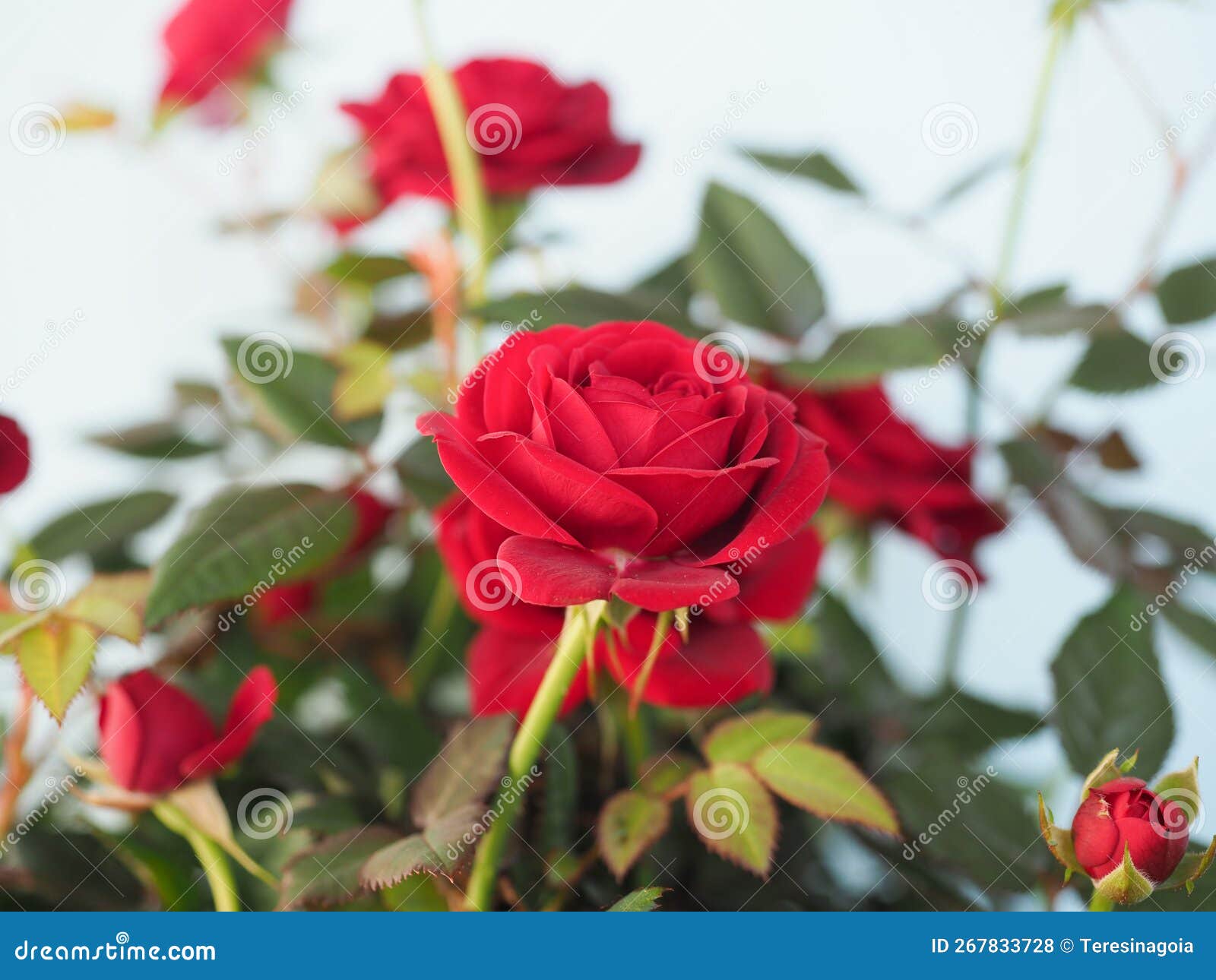 Potted red roses stock photo. Image of roses, selective - 267833728