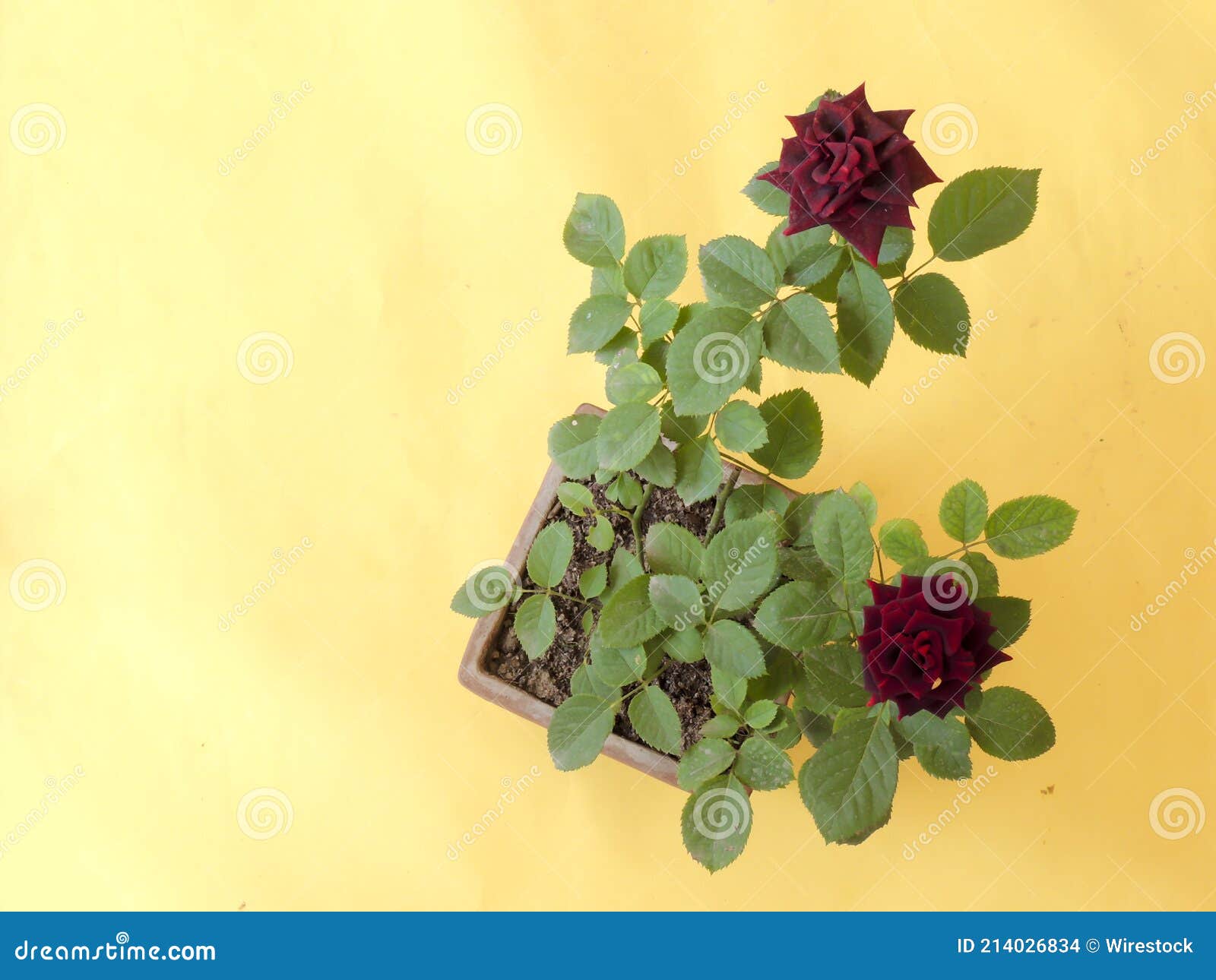 Potted Red Roses Isolated on a Yellow Stock Photo - Image of blooming ...