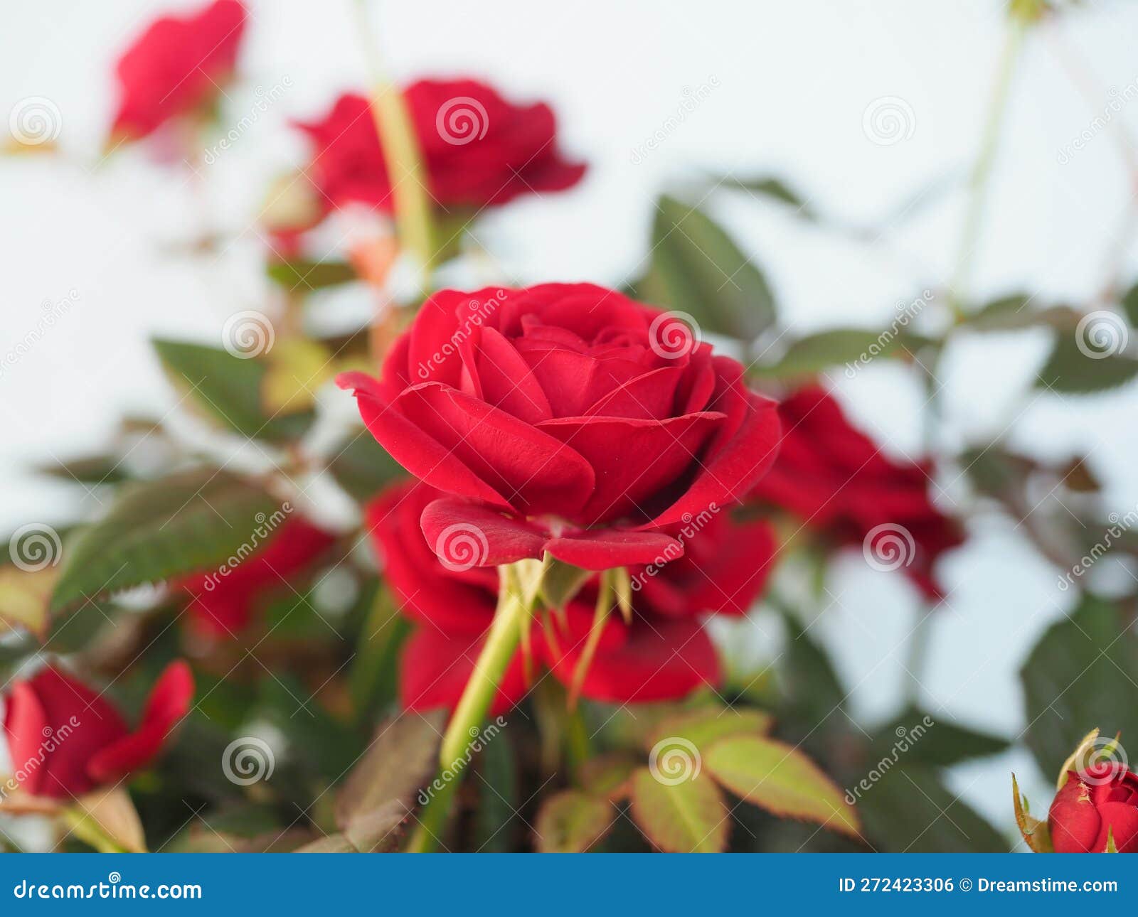 Potted red roses stock photo. Image of plant, black - 272423306