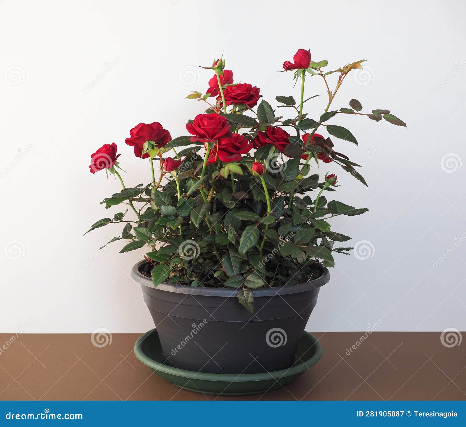 Potted red roses stock image. Image of bloom, nature - 281905087