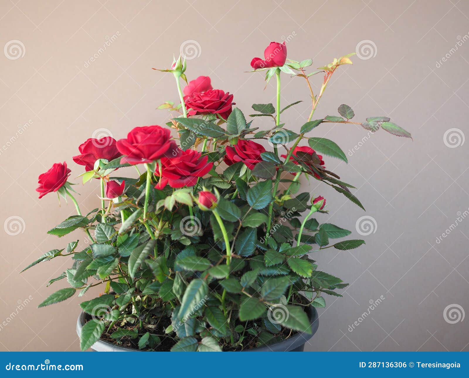 Potted red roses stock photo. Image of bloom, plant - 287136306