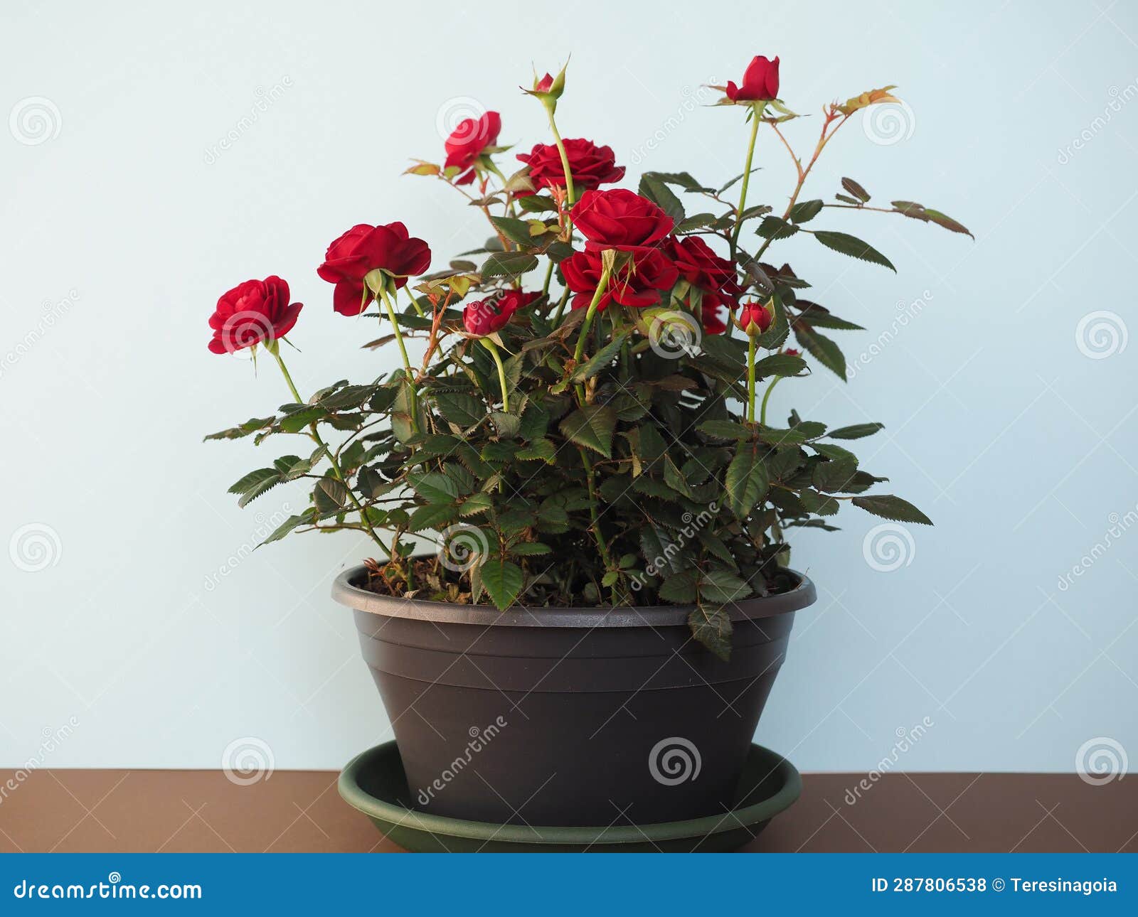 Potted red roses stock photo. Image of potted, roses - 287806538