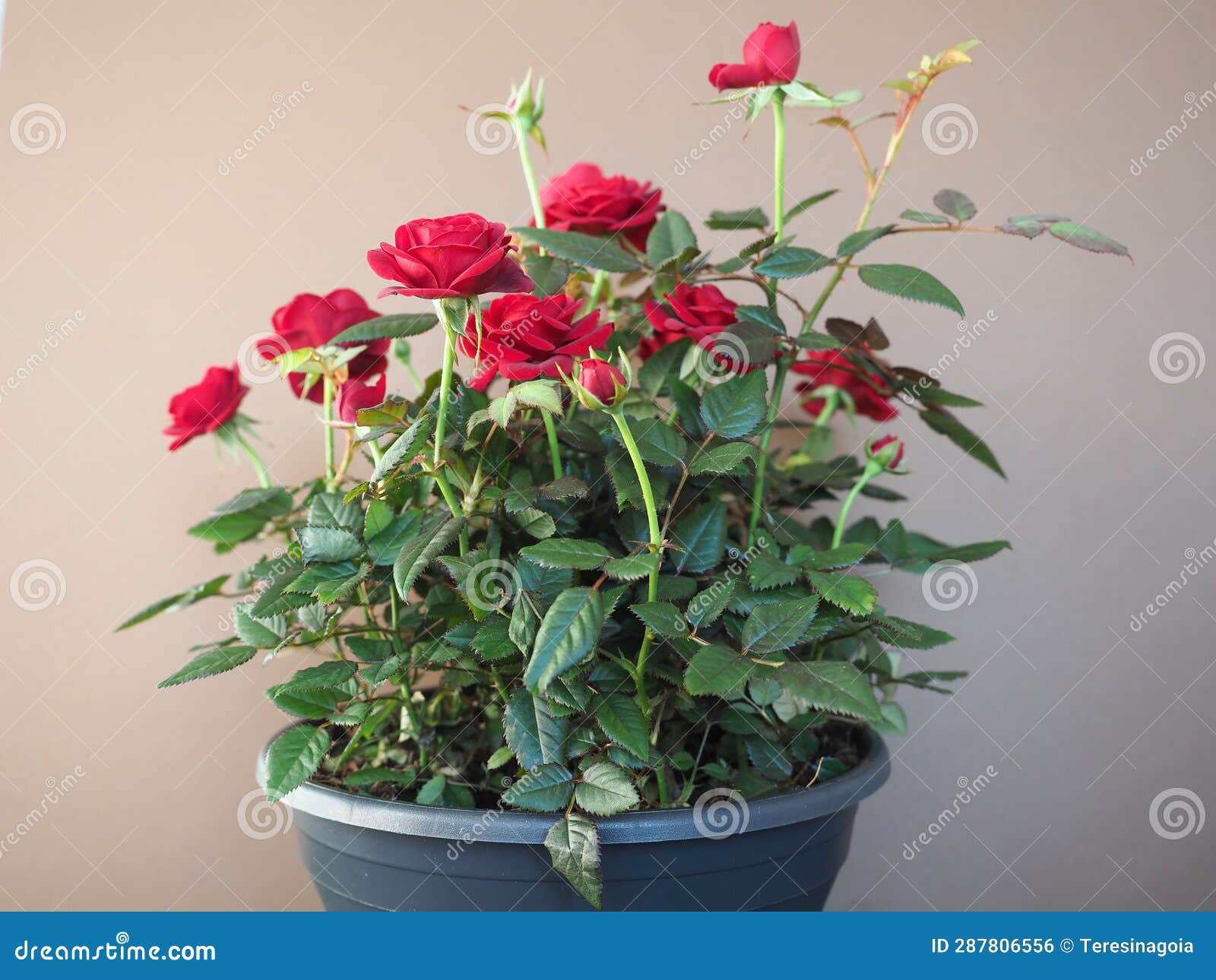 Potted red roses stock photo. Image of black, plants - 287806556