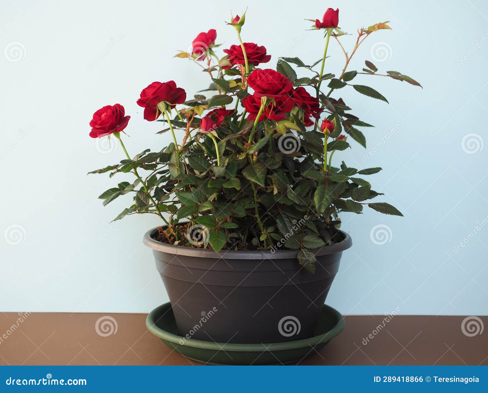 Potted red roses stock photo. Image of rose, roses, plants - 289418866
