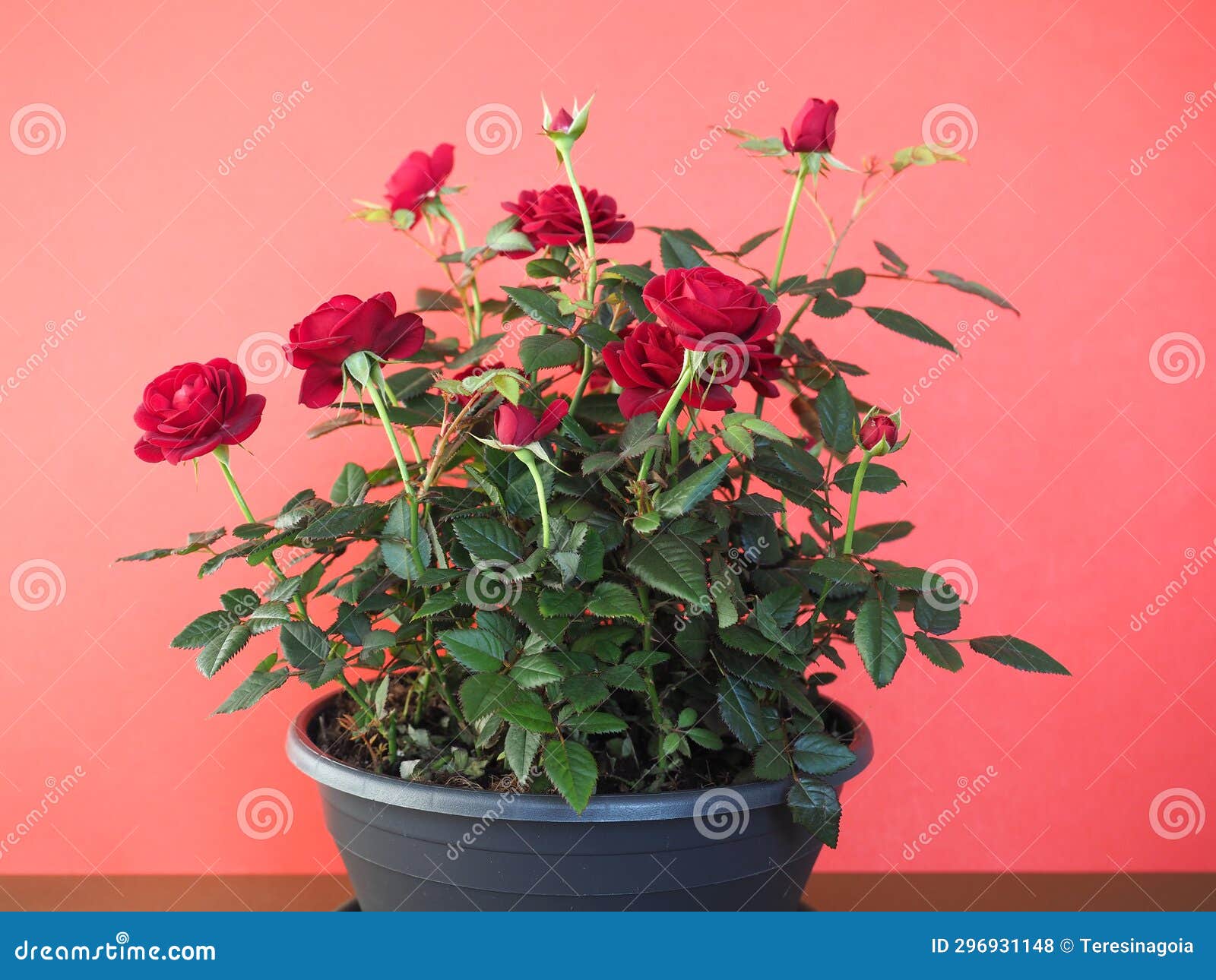 Potted red roses stock photo. Image of potted, flowers - 296931148