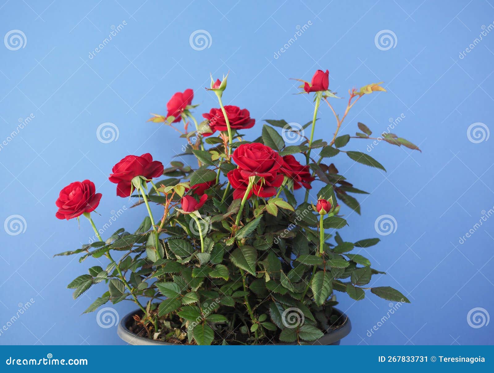 Potted red roses stock image. Image of bloom, background - 267833731