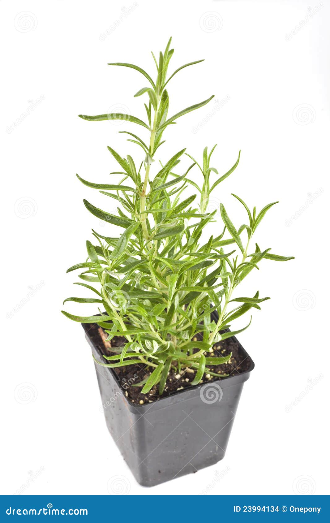 Potted Rosemary stock photo. Image of potted, white, culinary - 23994134