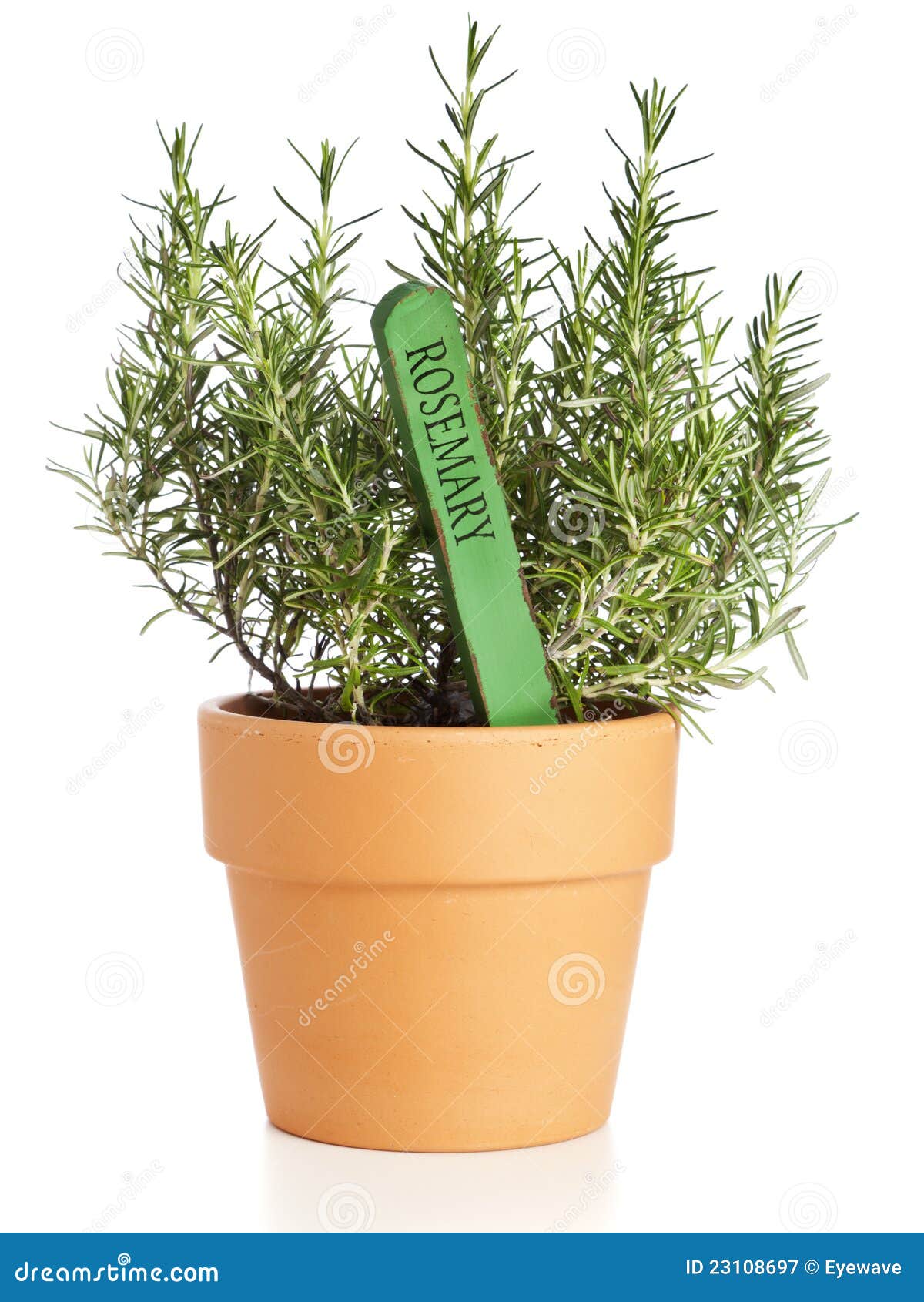 Potted Rosemary Plant with Name Tag Stock Image - Image of white, food ...