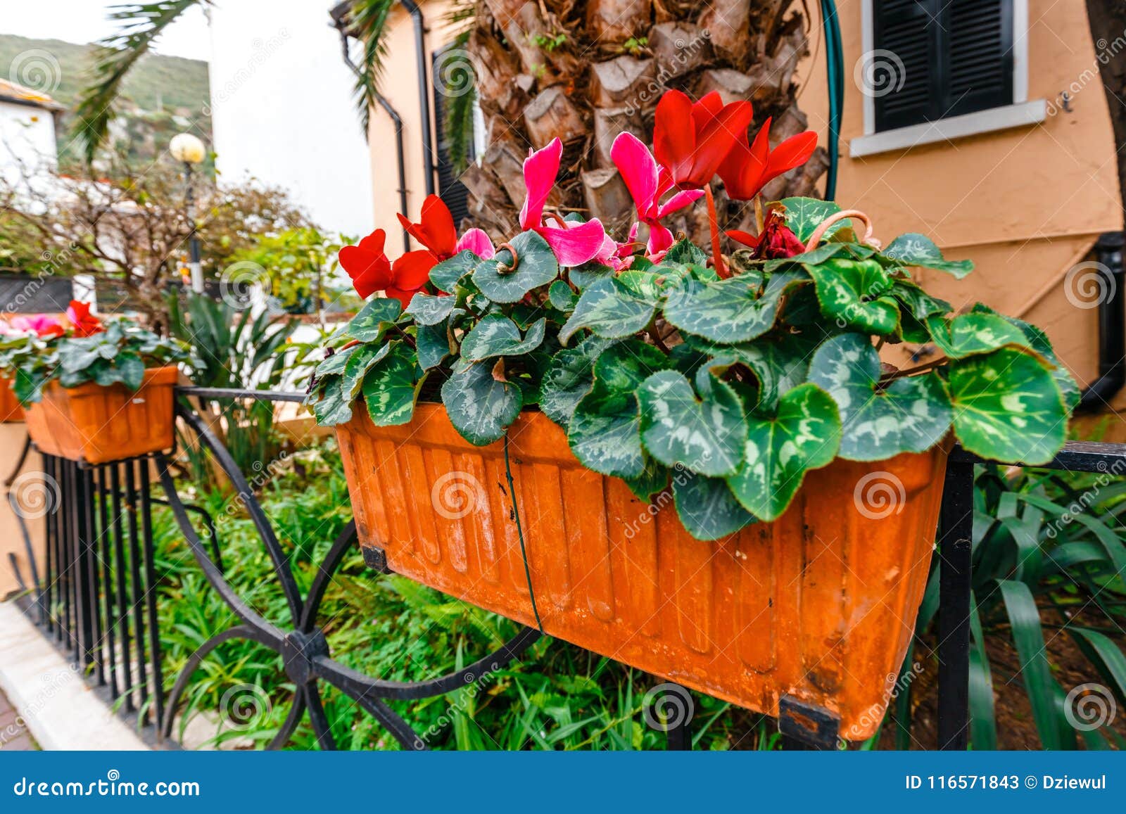 Potted Spring Flowers on a Fence Stock Image - Image of botany ...