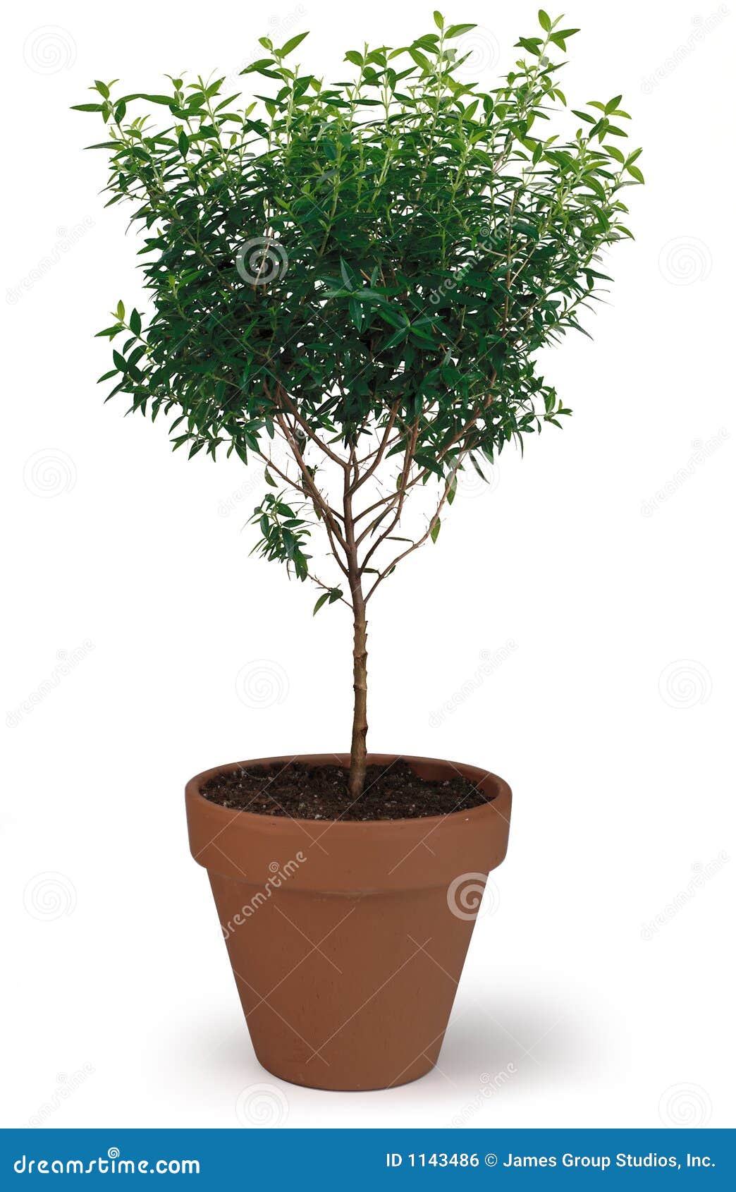 Potted Tree stock photo. Image of tree, fresh, groth, potted - 1143486