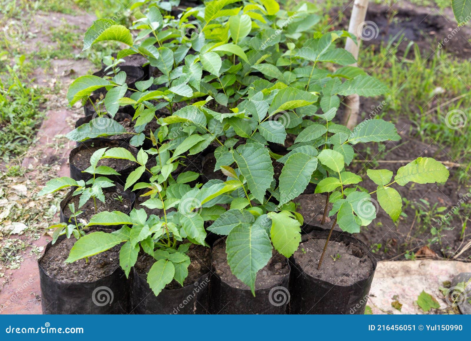 Planting Walnut Sprouts in the Garden in Spring Stock Image - Image of ...