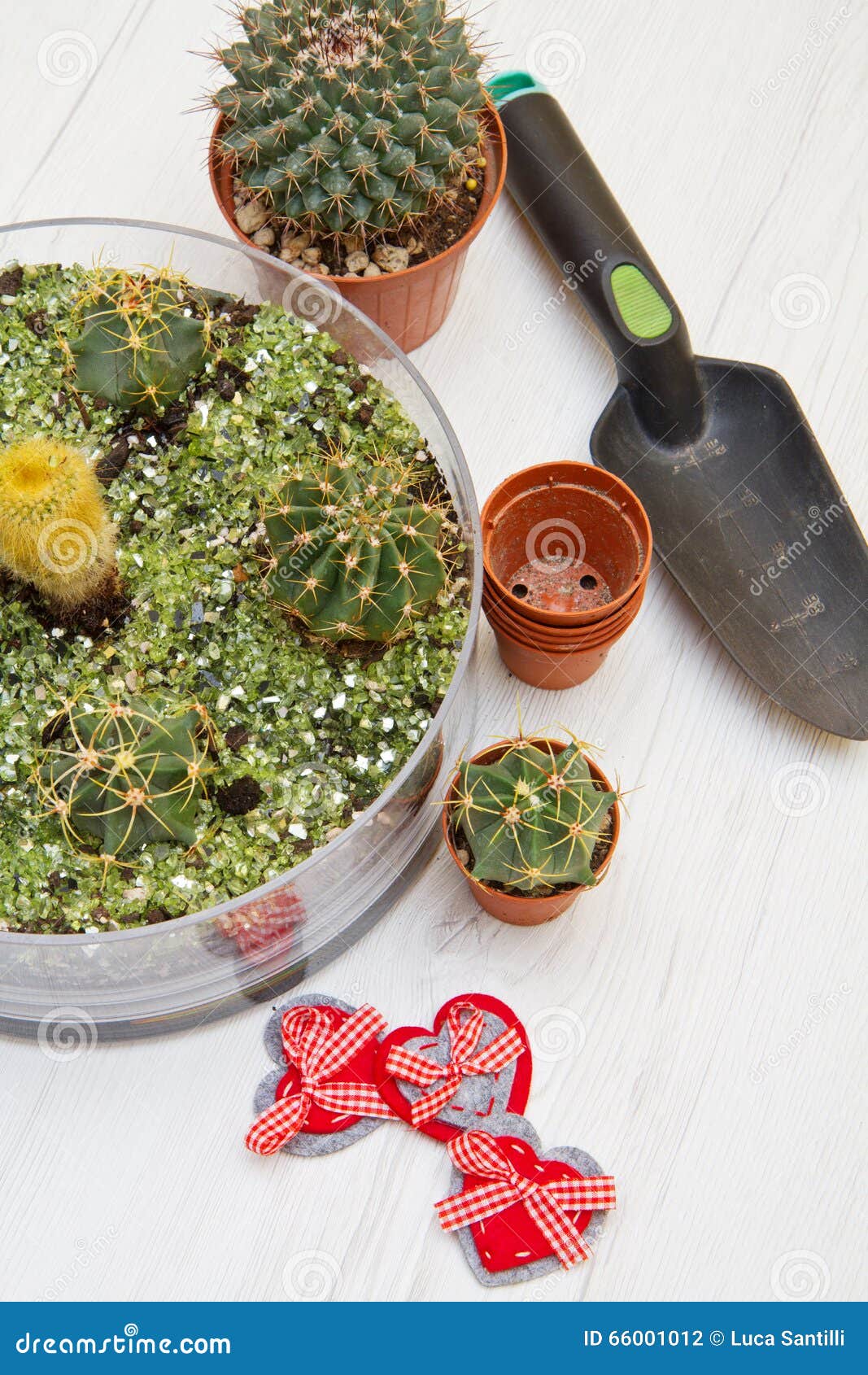 Potted Various of Small Cactus in a Glass Pot Stock Photo - Image of ...