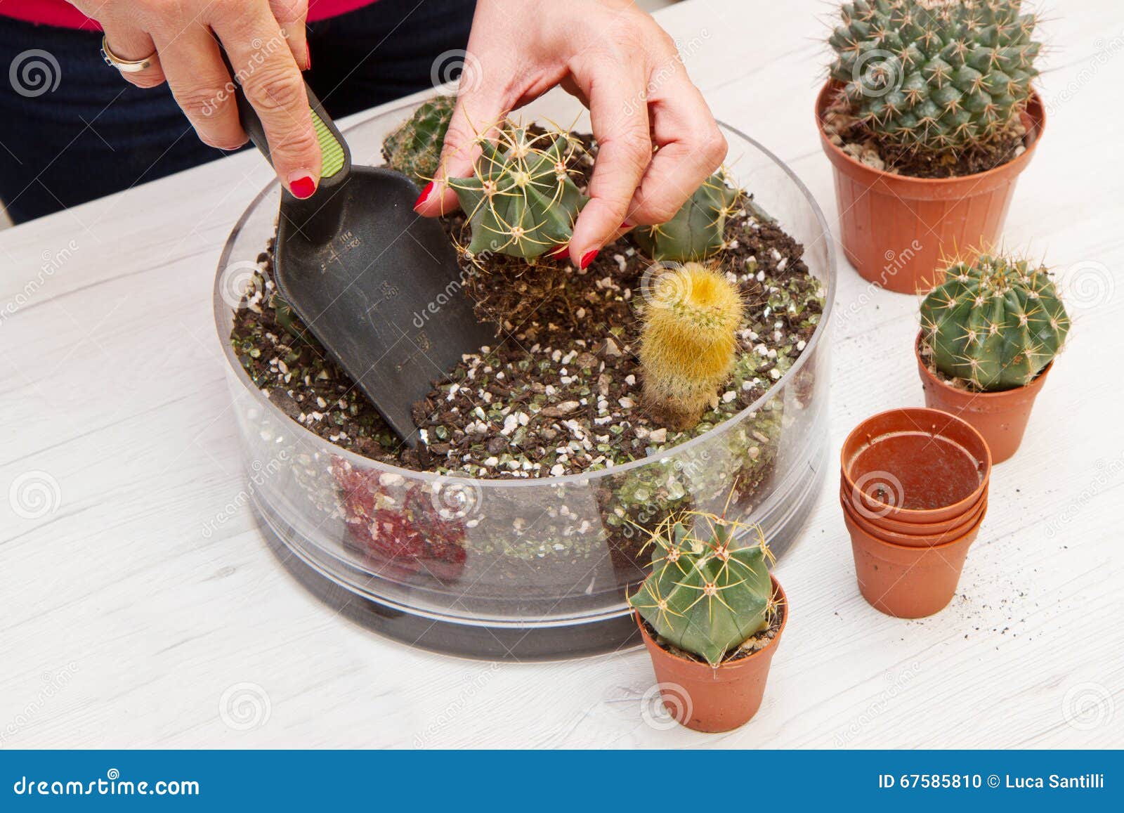 Potted Various of Small Cactus in a Glass Pot Stock Photo - Image of ...