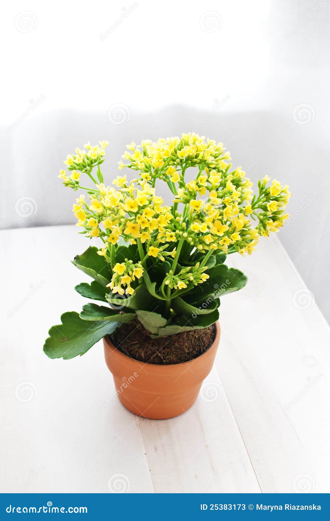 Potted Yellow Kolanhoe Flowers Stock Image - Image of romantic, color ...