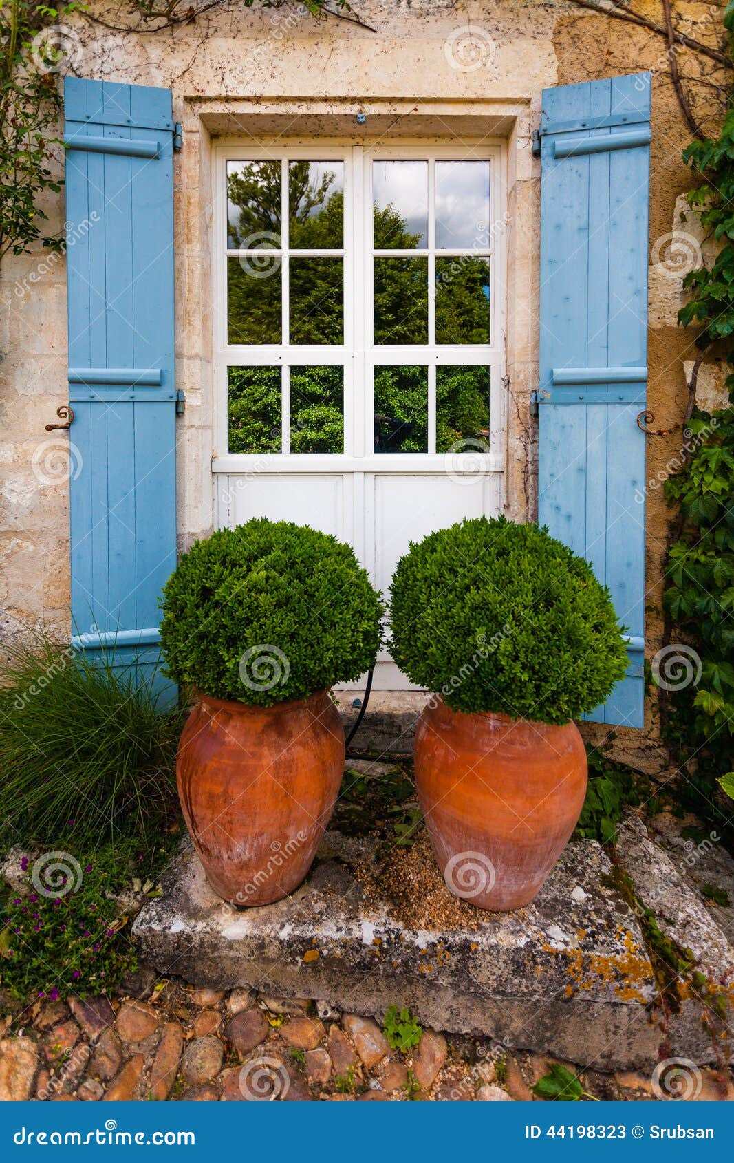 Potten Met Bojs Voor Een Deur Stock Afbeelding - Image of bloempotten ...