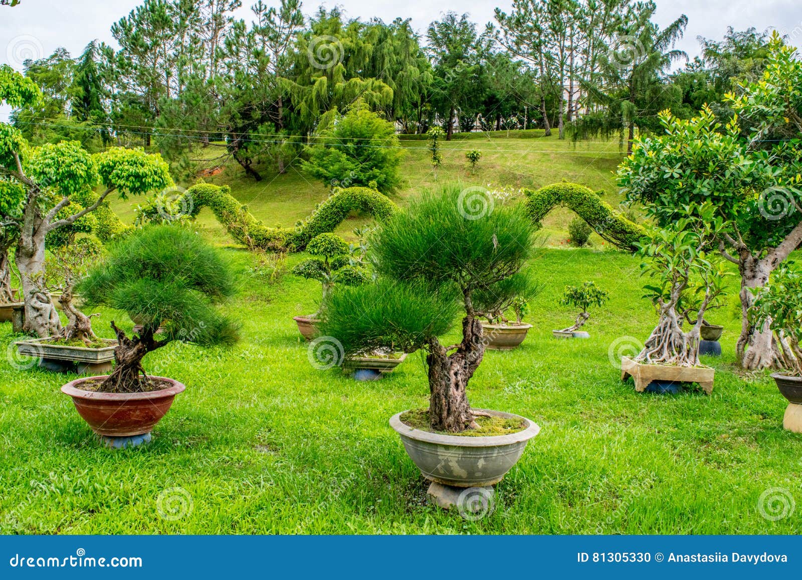 Potten Met Bonsaibomen Bij Een Gazon Stock Foto - Image of pijnboom ...