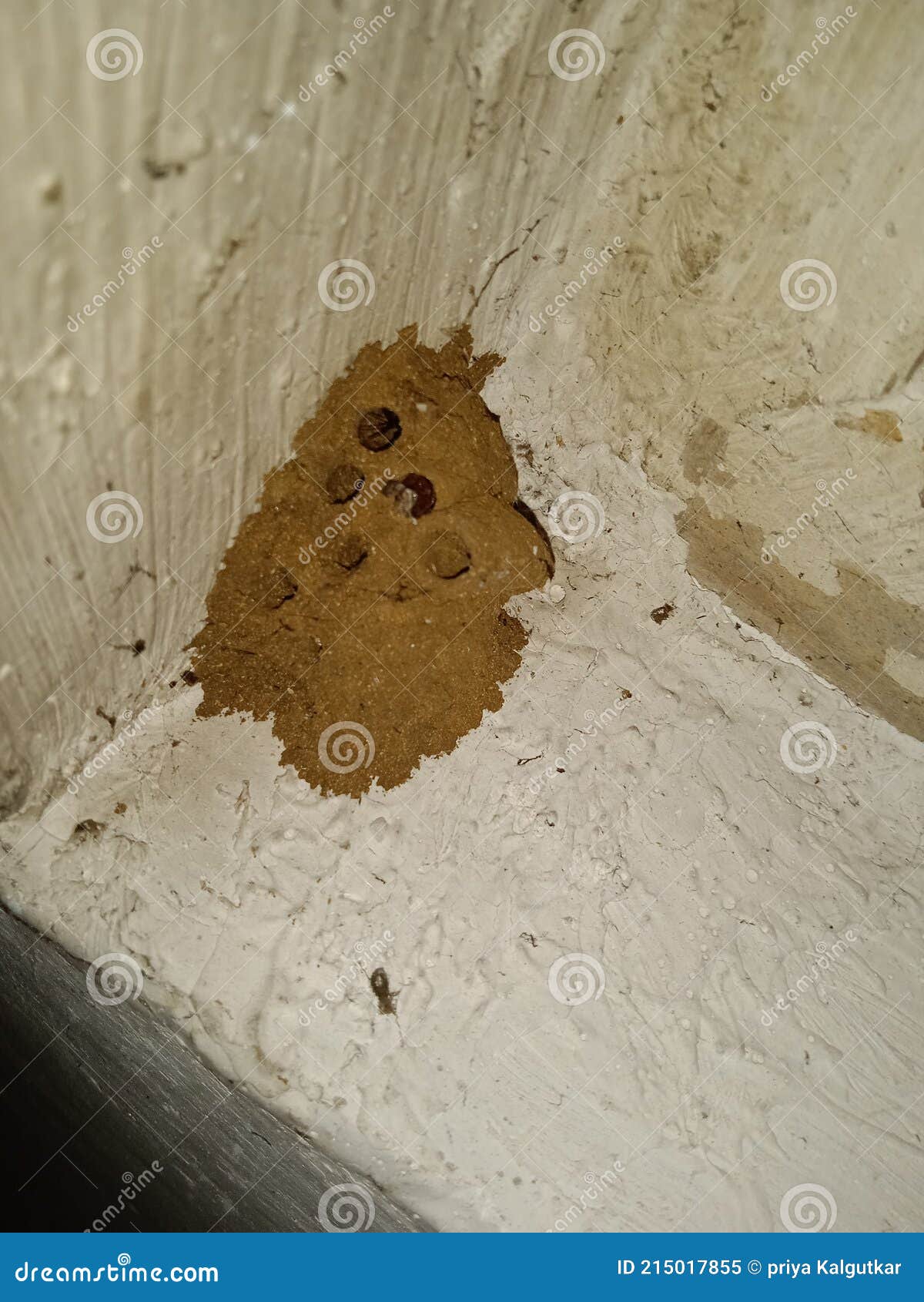 Potter fly insect home stock image. Image of home, invertebrate - 215017855