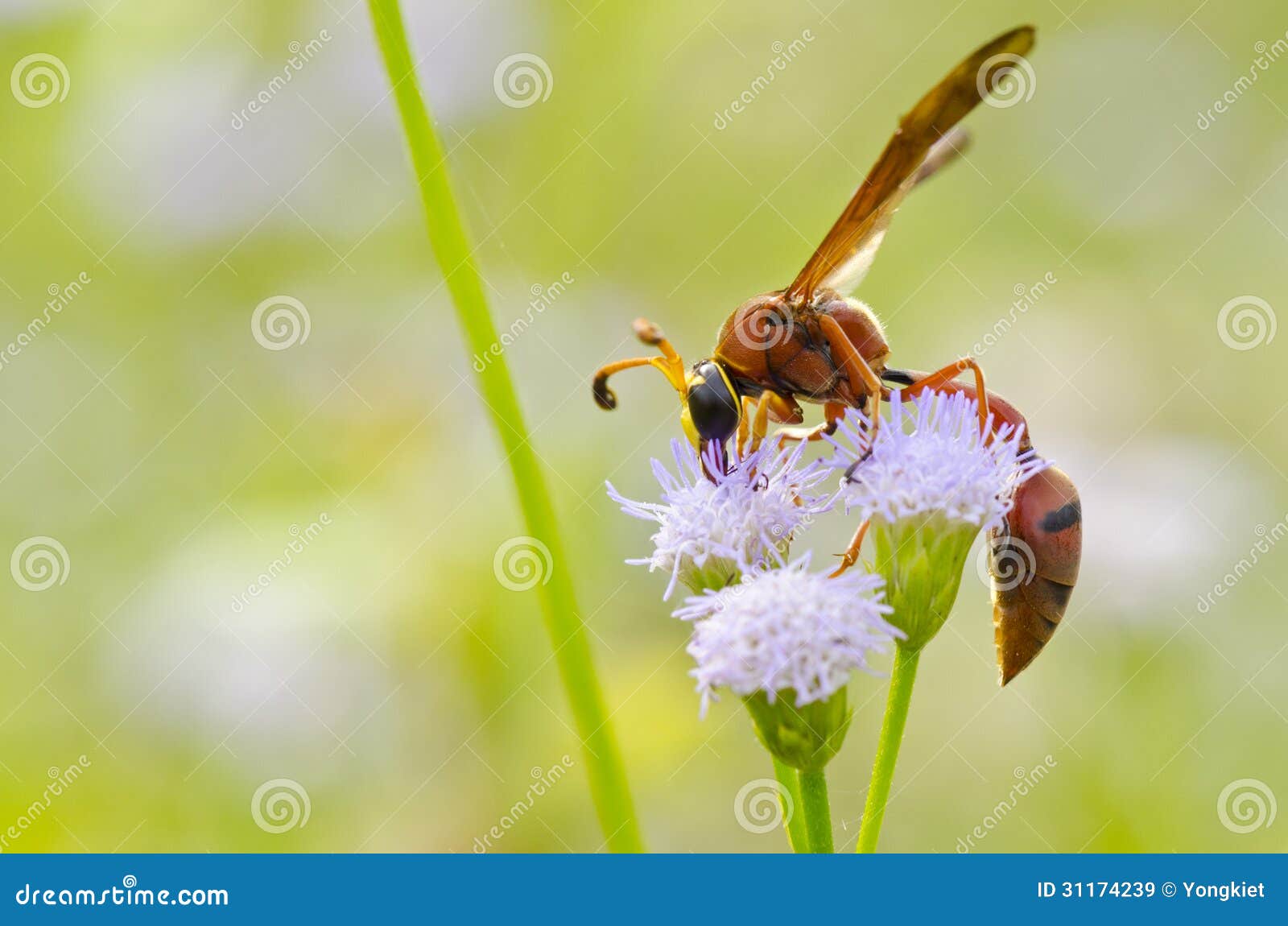 Potter Wasp - Eumenes Latreilli Stock Image - Image of ageratum, forage ...