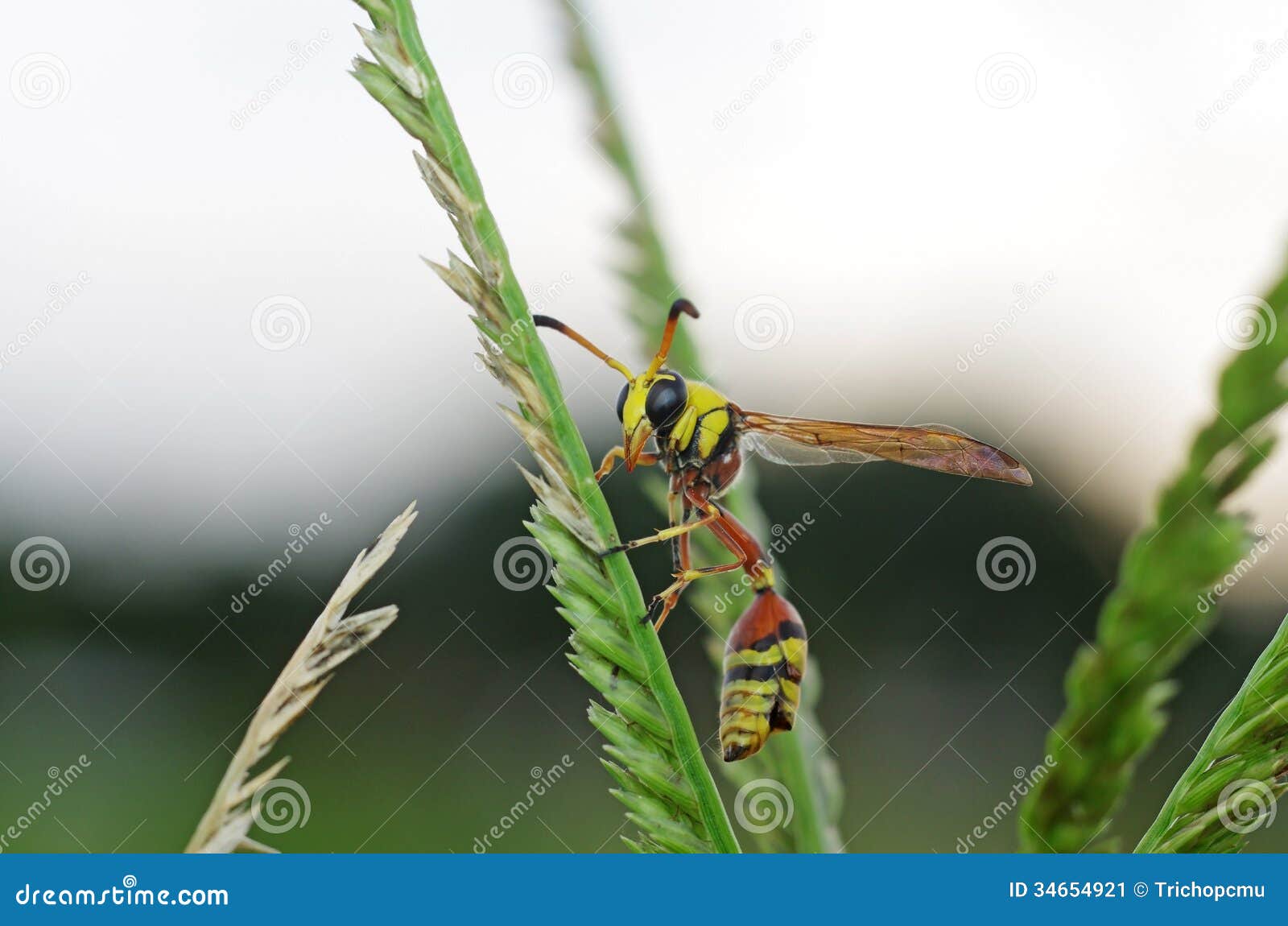 Potter wasp on grass stock image. Image of potter, wasp - 34654921