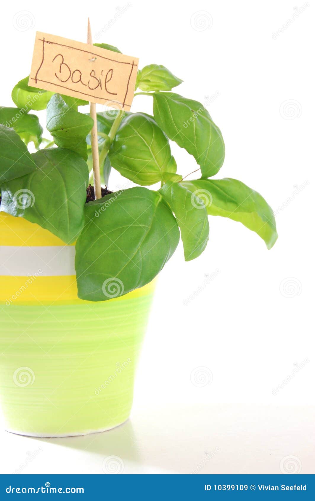 Pottet basil stock image. Image of leaf, grow, healthy - 10399109
