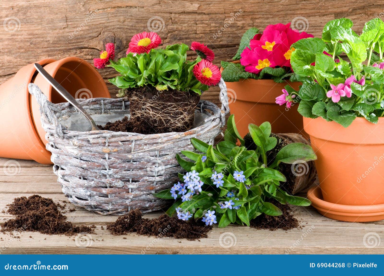 Potting Flowers in Springtime Stock Photo - Image of forget, daisy ...