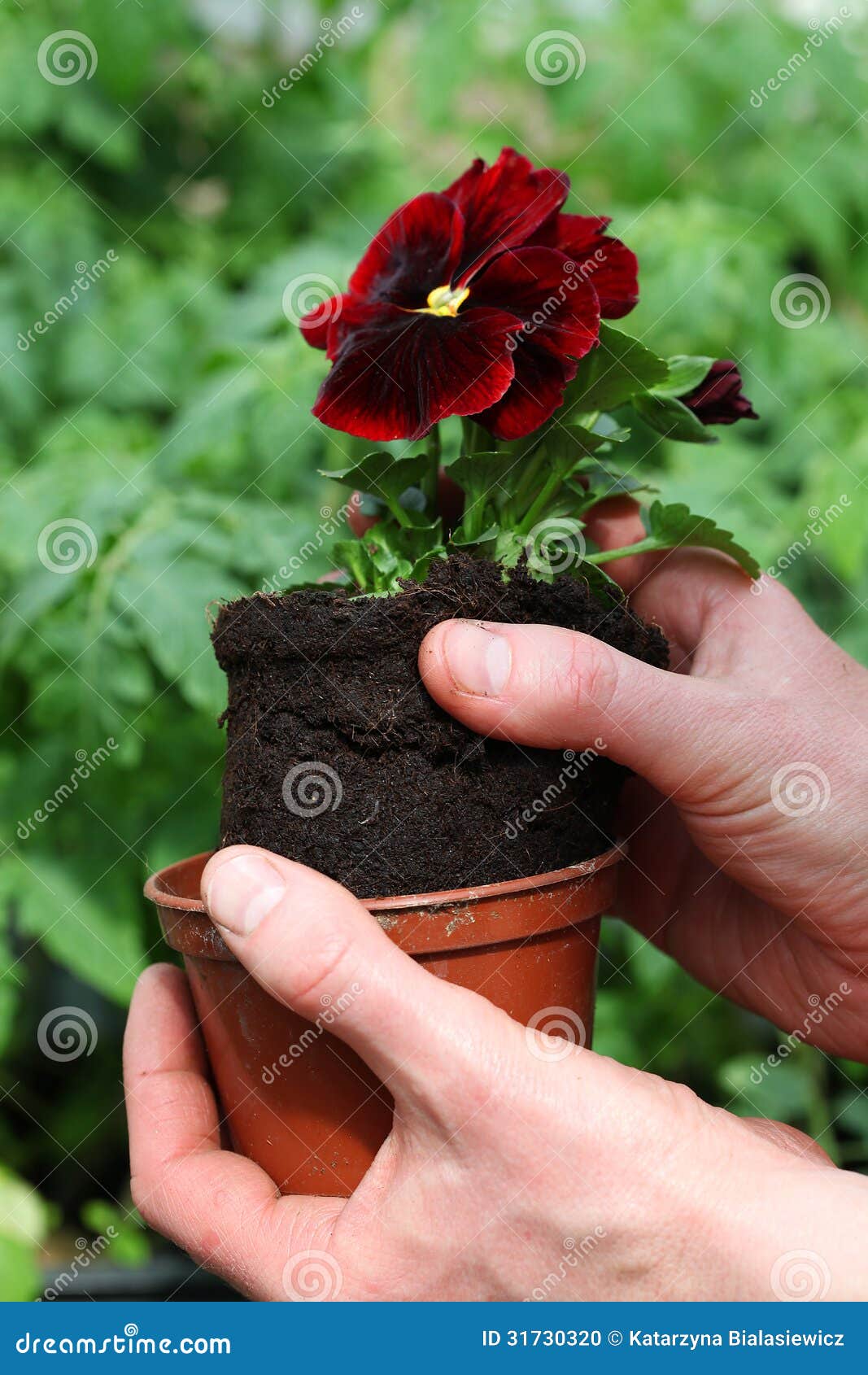 Potting pansy seedling stock photo. Image of agriculture - 31730320