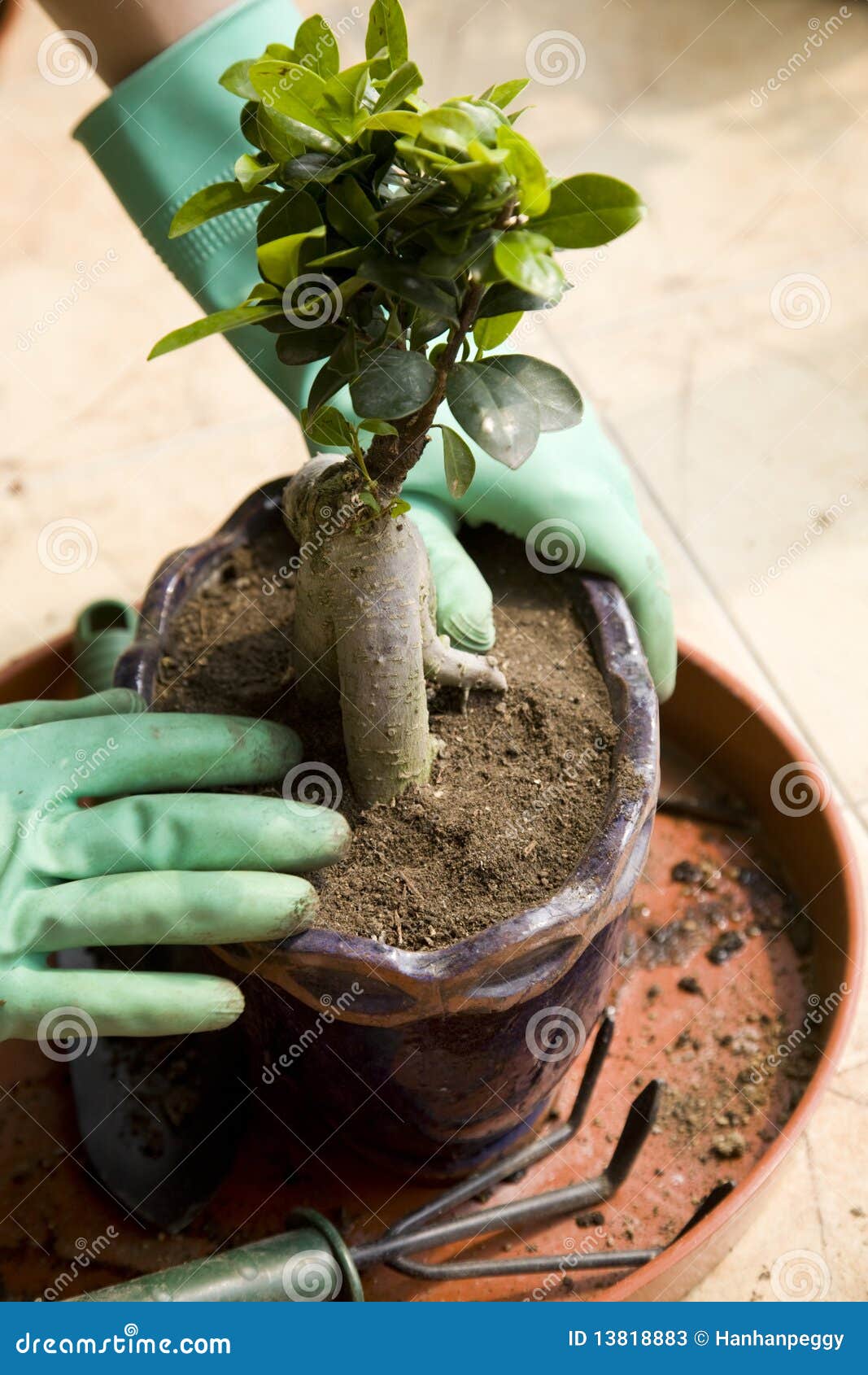 Potting Plant stock image. Image of soil, plant, potted - 13818883