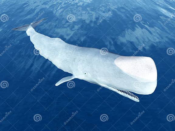 Pottwal stock abbildung. Illustration von forscher, treffen - 33030519