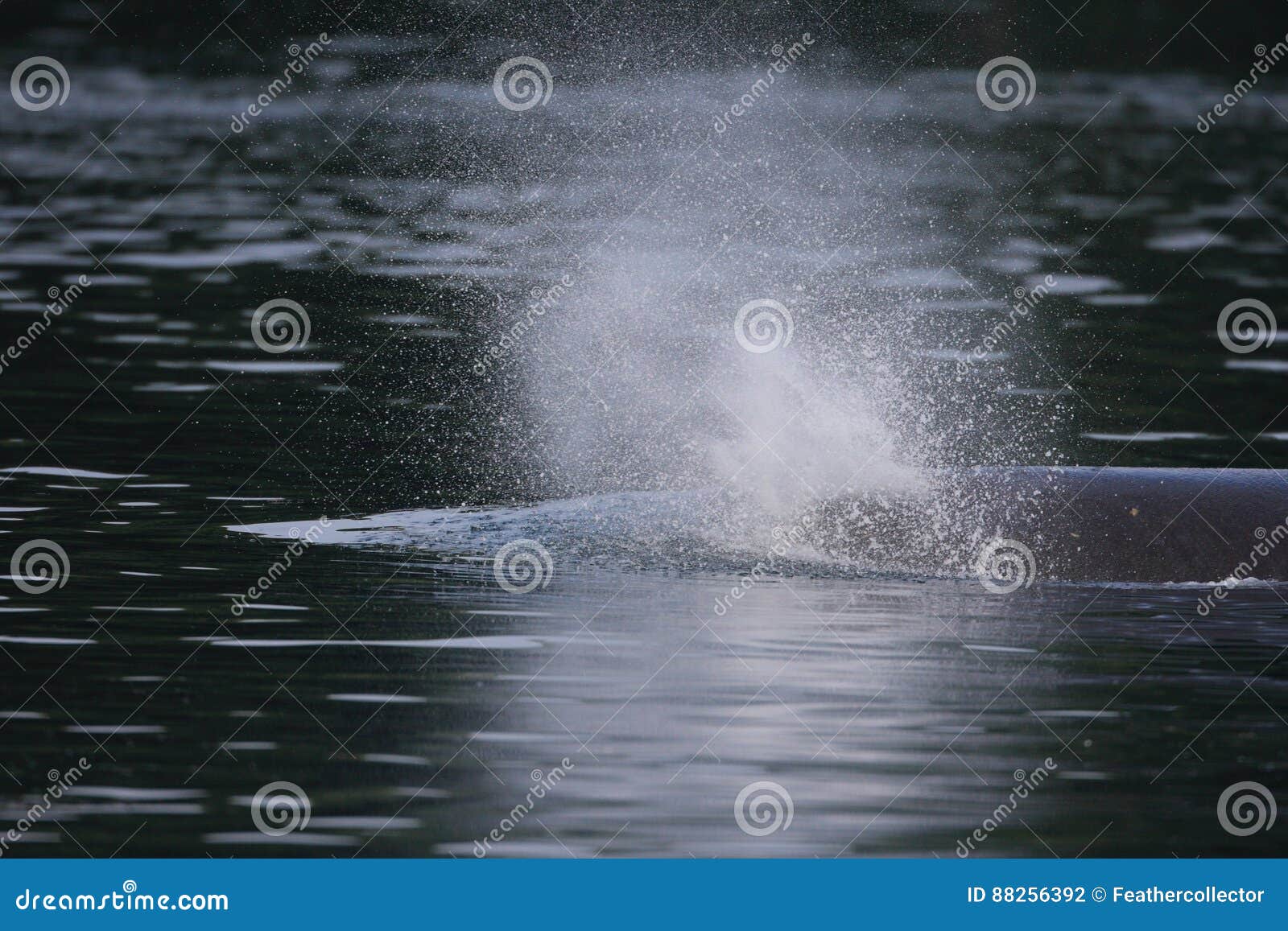 Pottwal in Japan stockfoto. Bild von tier, fotographie - 88256392