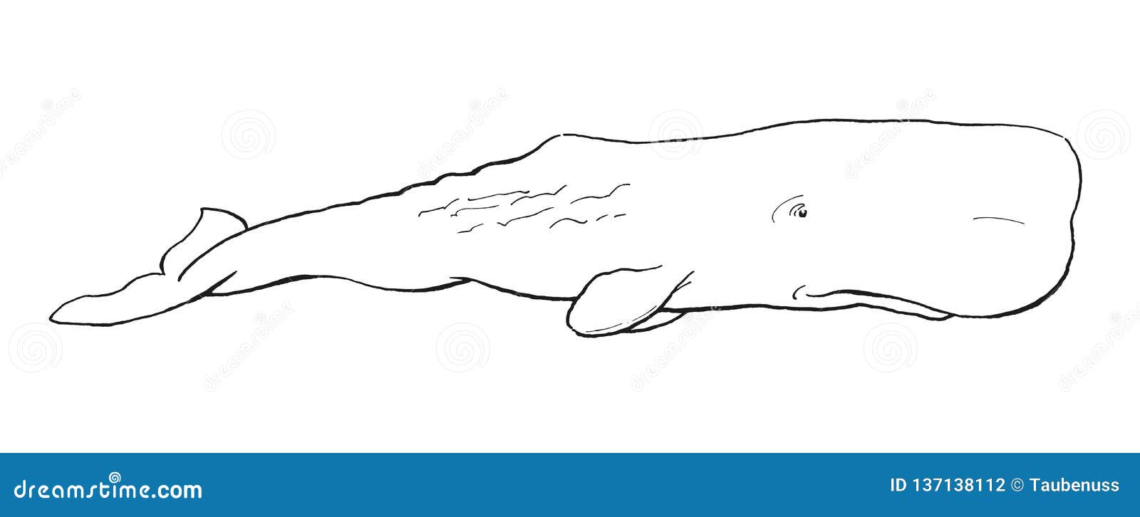 Hand-drawn Illustration of a Sperm Whale Physeter Macrocephalus Stock ...