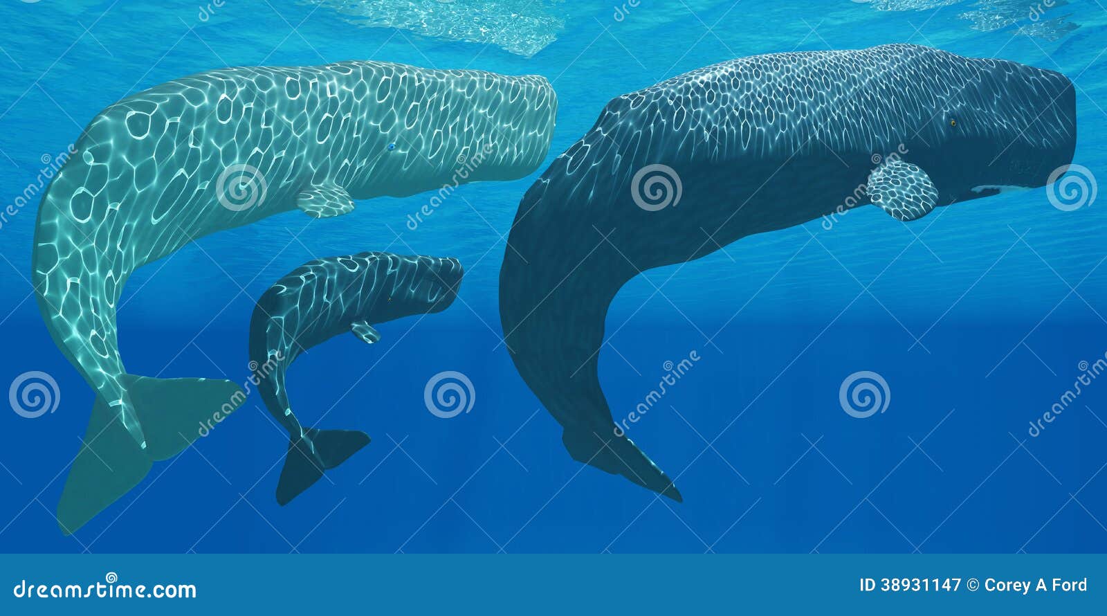 Pottwale stock abbildung. Illustration von tier, unterwasser - 38931147