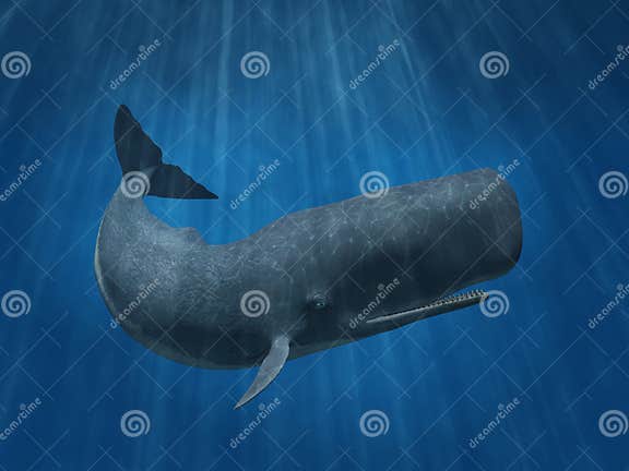 Potvis stock illustratie. Illustration of walvissen, onderzees - 13941454