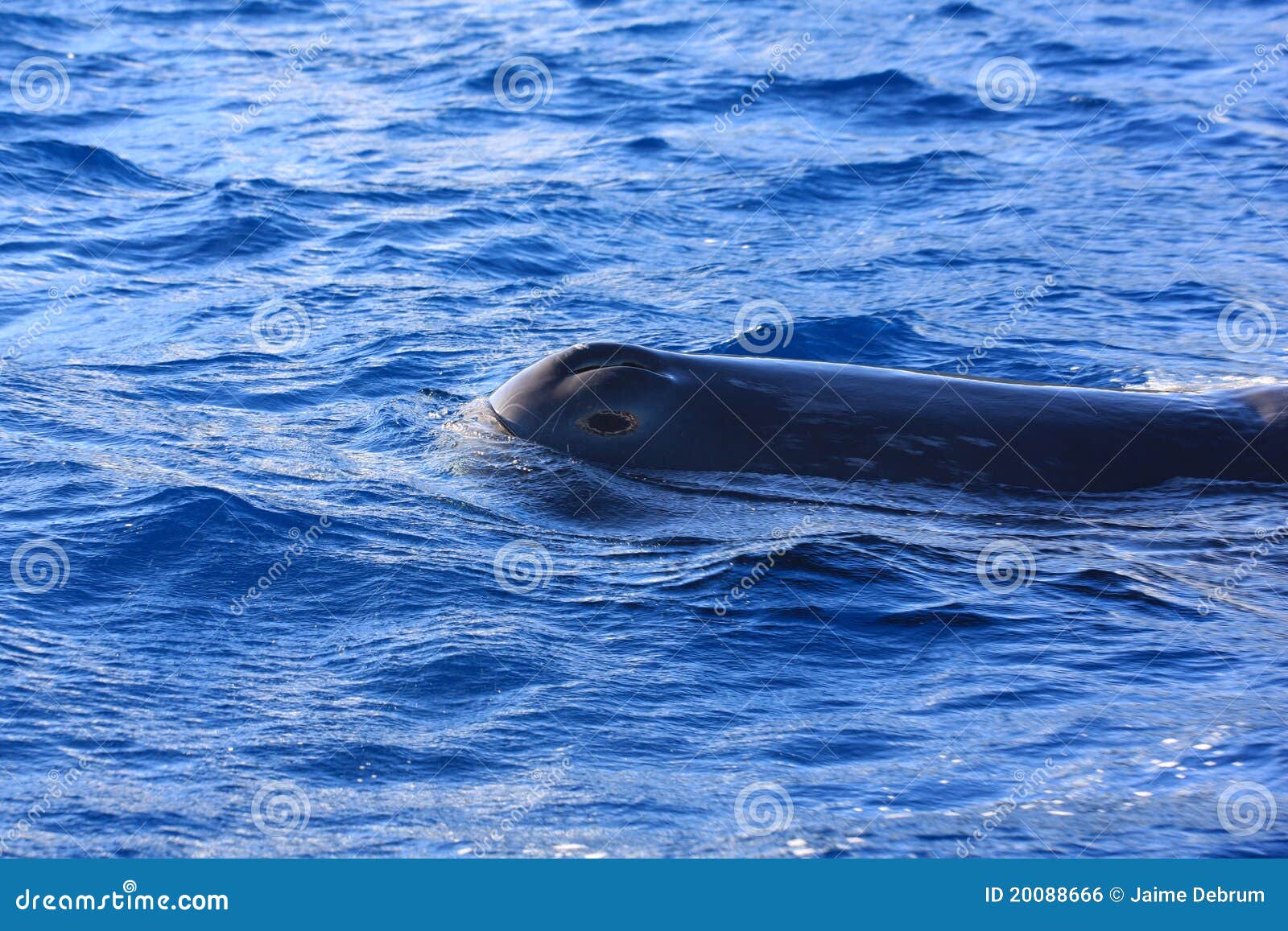 Potvis stock foto. Image of rustig, zoogdier, horizon - 20088666