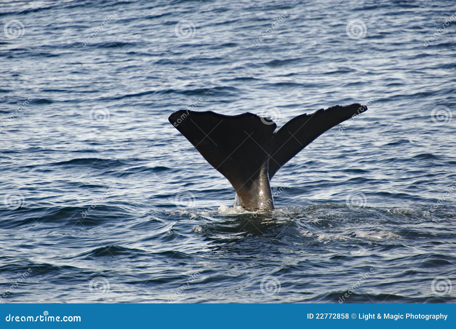 Potvis stock foto. Image of voeding, walvisvangst, reis - 22772858