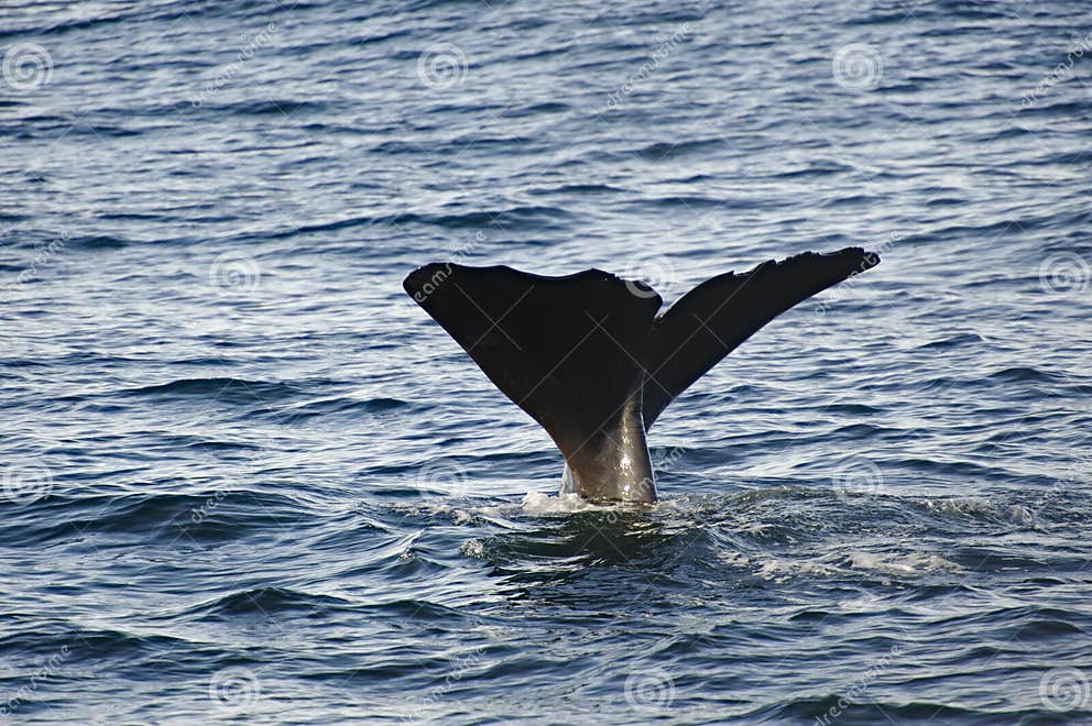 Potvis stock foto. Image of voeding, walvisvangst, reis - 22772858
