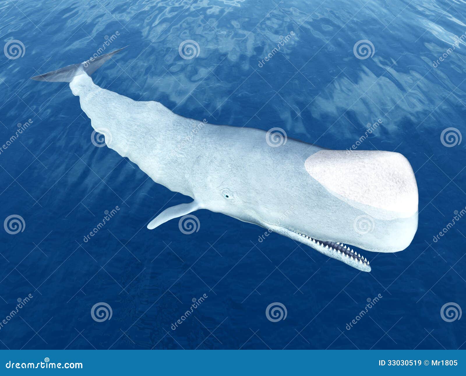 Potvis stock illustratie. Illustration of dier, ontmoet - 33030519