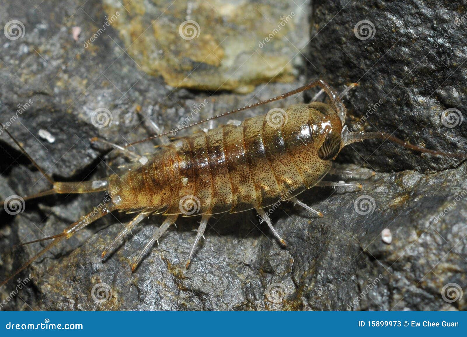 Pou de mer image stock. Image du multiples, patte, couvreur - 15899973