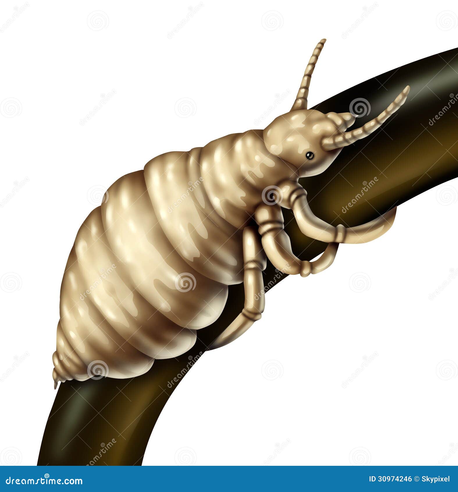Pou de poux de cheveux illustration stock. Illustration du publique ...