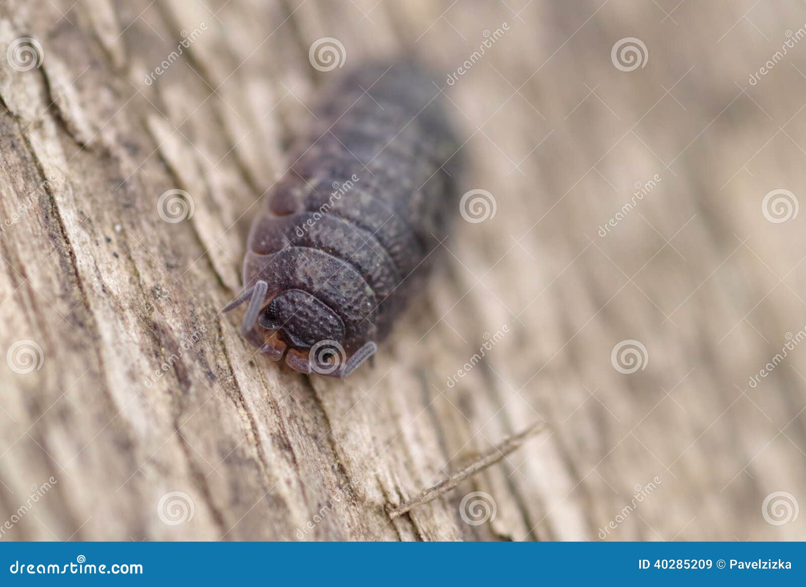 Pou en bois image stock. Image du ecran, nature, animal - 40285209