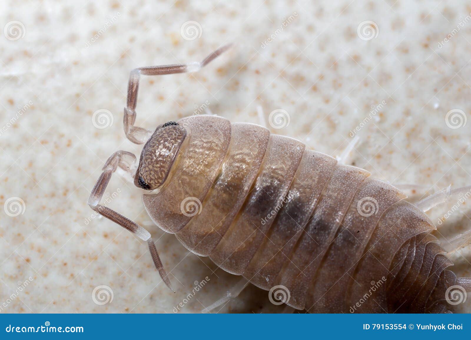 Pou En Bois Photos Stock - Téléchargez 797 Photos libres de droits