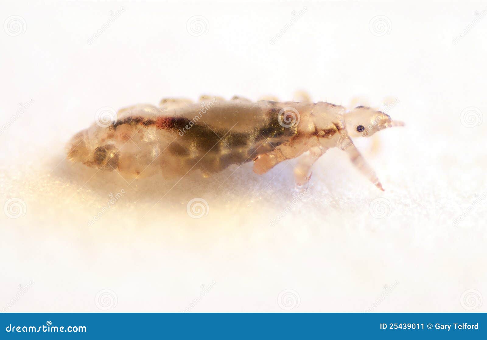 Pou principal image stock. Image du brouillon, insecte - 25439011